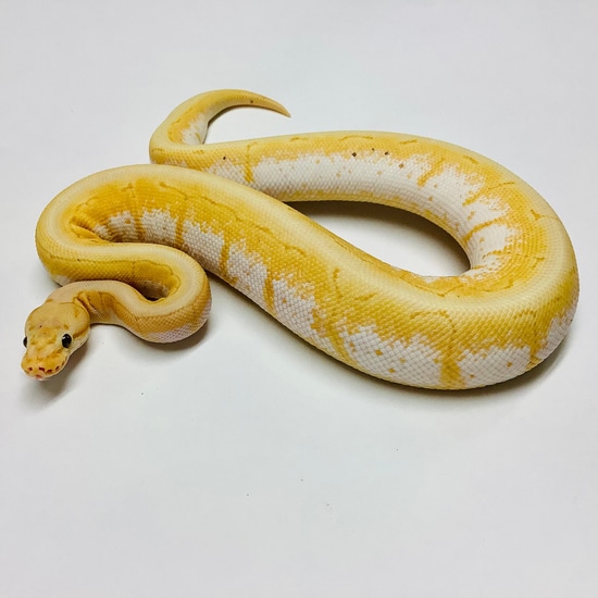 Banana Spinner Ball Python - Male #2021M03-1 by BHB Reptiles