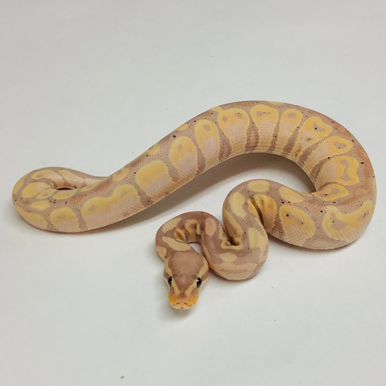 Banana Lori Ball Python- Male #2022M06 by BHB Reptiles