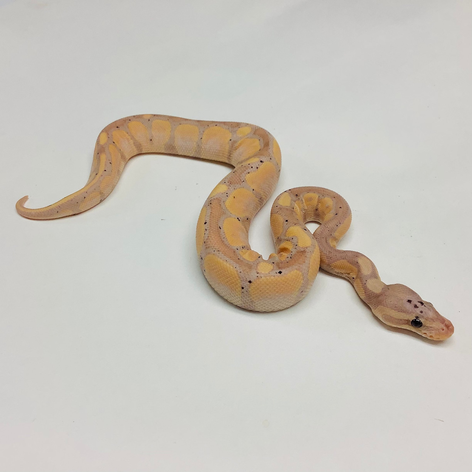 Banana Lori - Male #2022M05 Ball Python by BHB Reptiles - MorphMarket