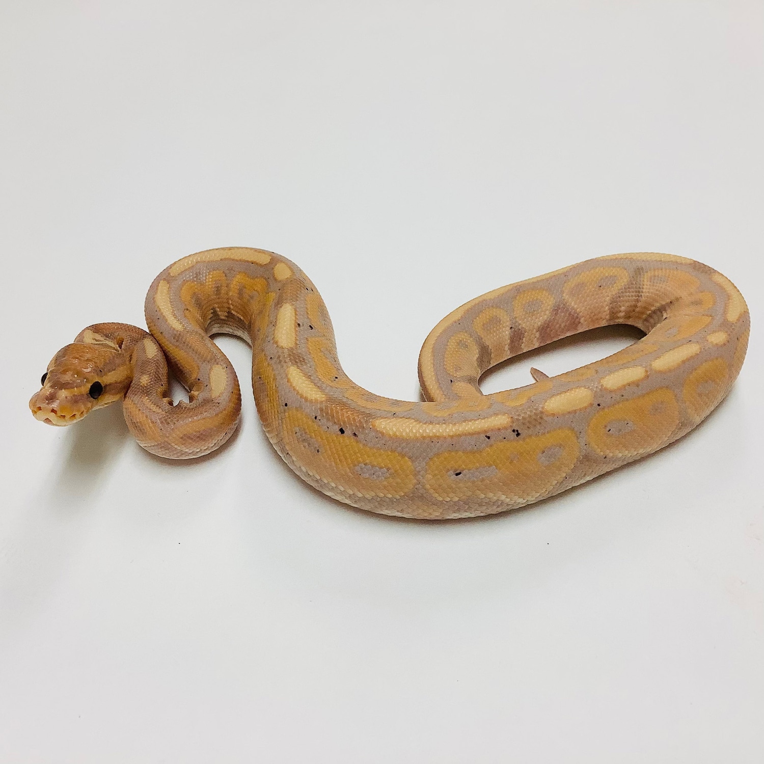 Banana Lori - Male #2022M03 Ball Python by BHB Reptiles - MorphMarket