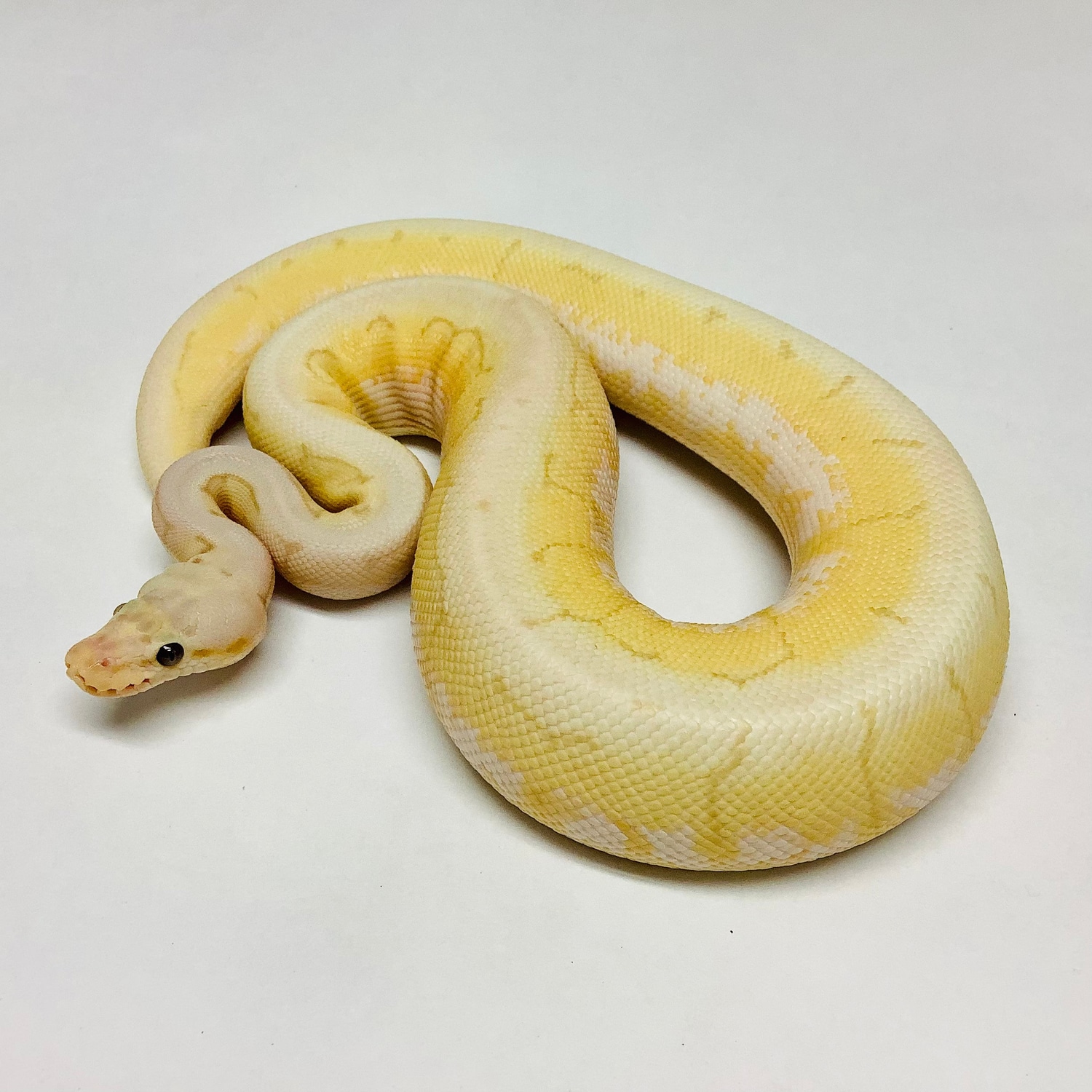 Banana Fire Spinnerblast - Male #2021M01-1 Ball Python by BHB Reptiles ...