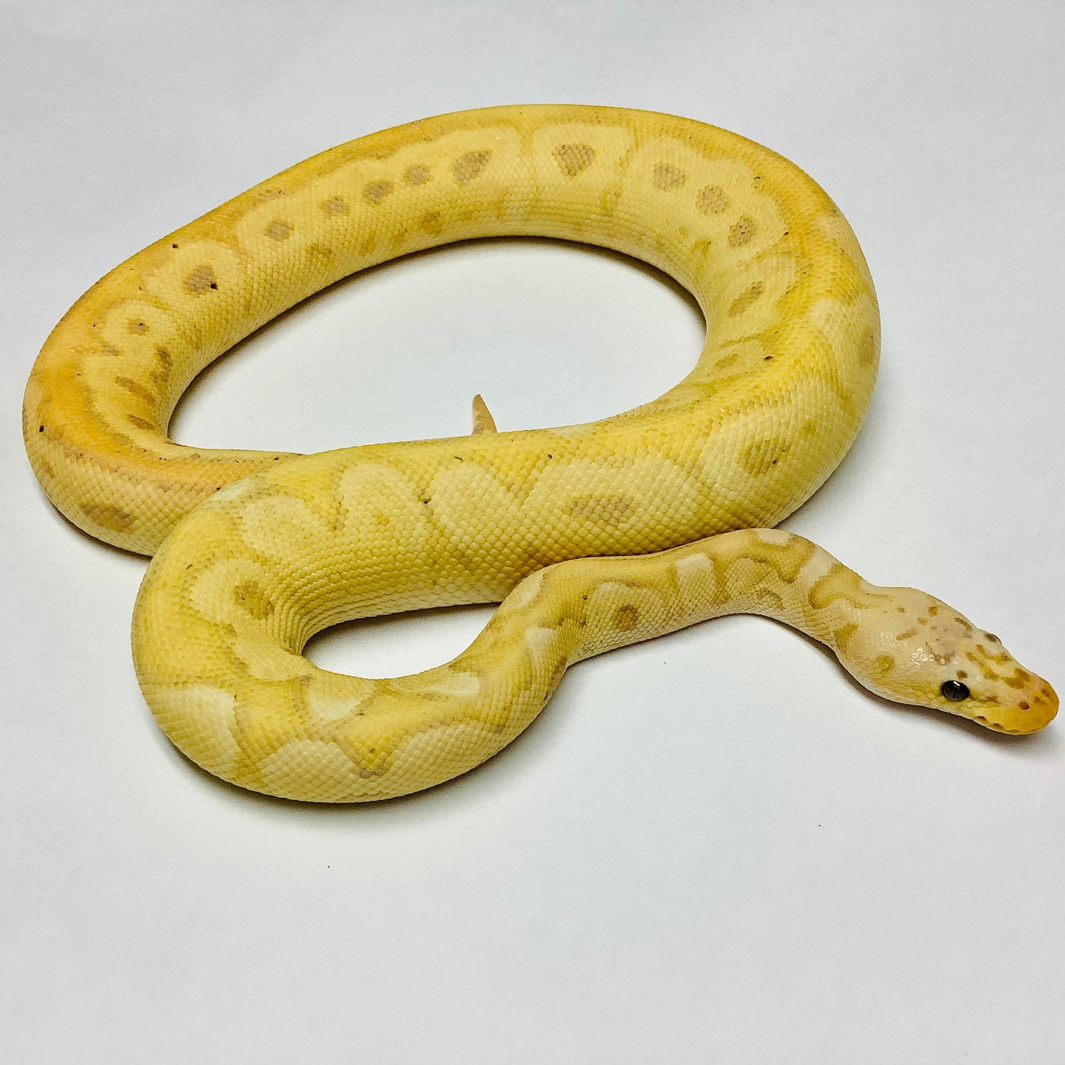 Banana Enchi Pastel Clown - Male #2020M01-1 Ball Python by BHB Reptiles ...