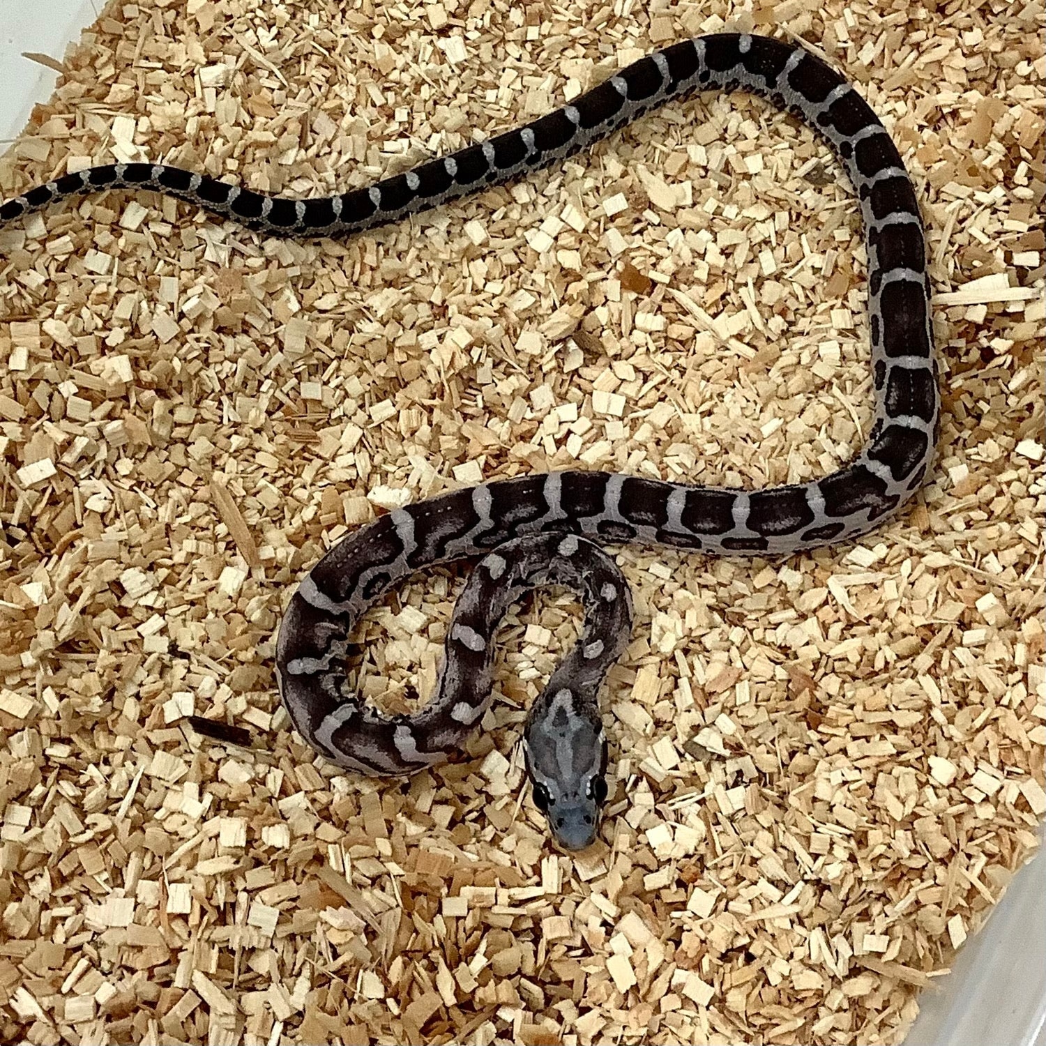 Anerythristic Tiger Scaleless -Male #2021M01-1 Corn Snake by BHB ...