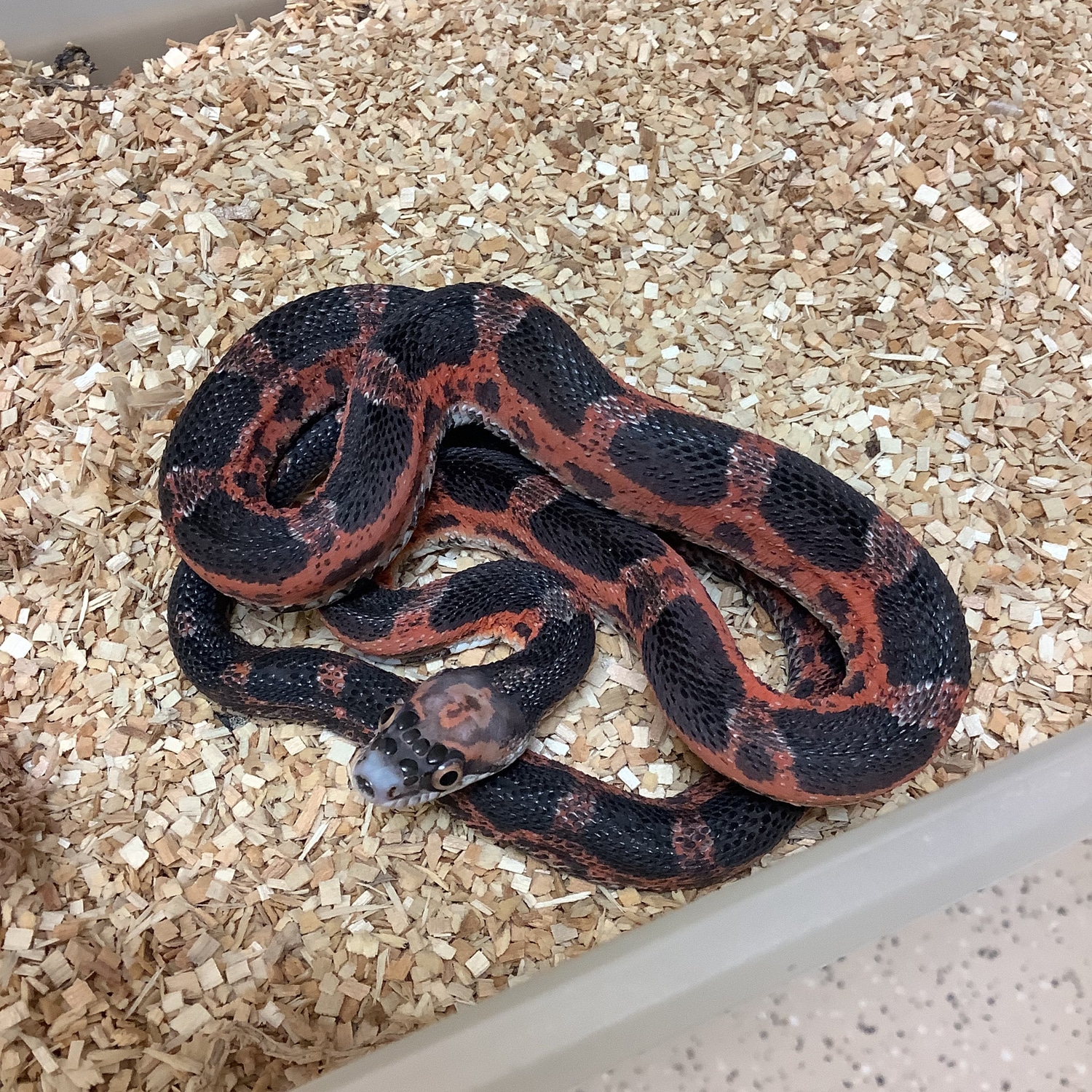 Scaleless Texas Ratsnake Male #2022M01 Other Rat Snake by BHB Reptiles ...