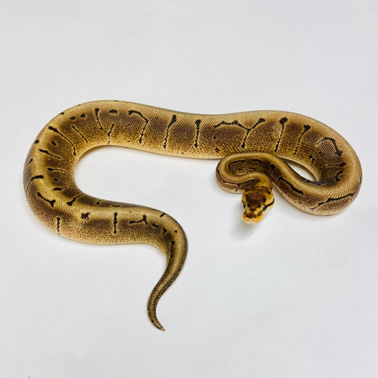 Woma Pinstripe Ball Python - Male #2022M01 by BHB Reptiles