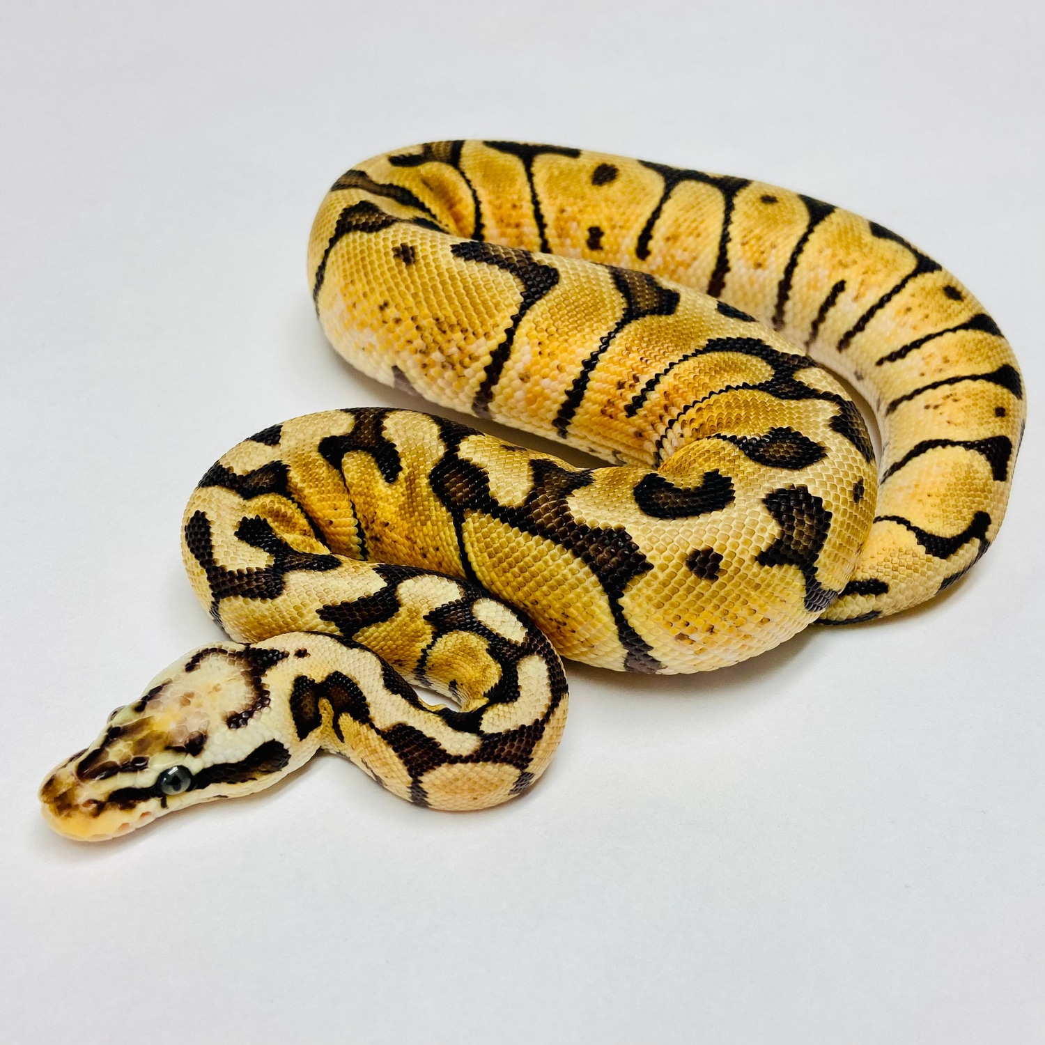 Pastel Woma - Female #2022F01 Ball Python by BHB Reptiles - MorphMarket