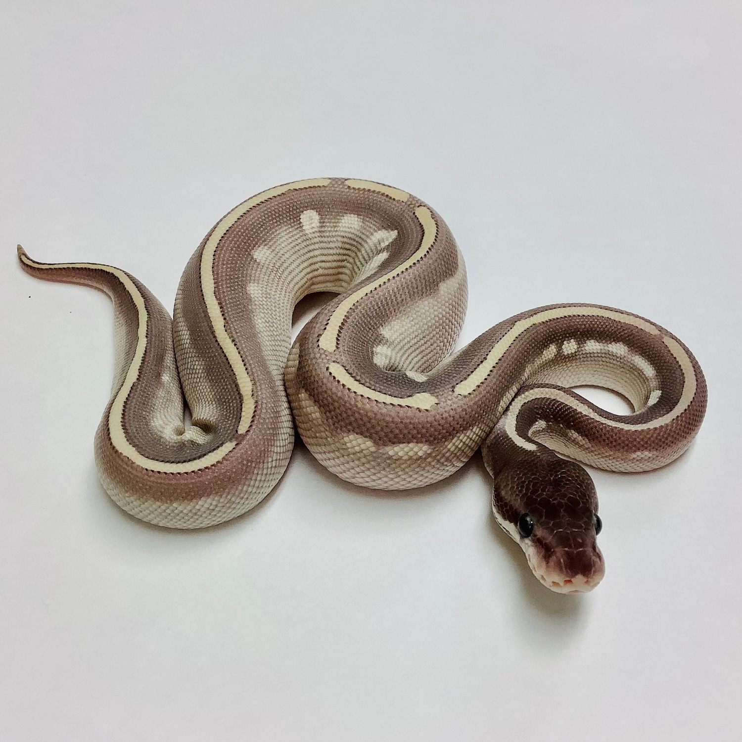 Mystic Potion - Male - #2022M04 Ball Python by BHB Reptiles - MorphMarket