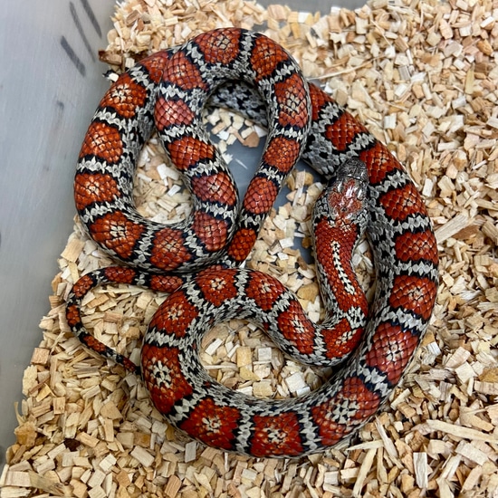 Het Granite Mex Mex Kingsnake (San Luis Potosi) 2022 San Luis Potosi ...