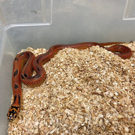 Flame Goini Kingsnake #2022F01 by BHB Reptiles