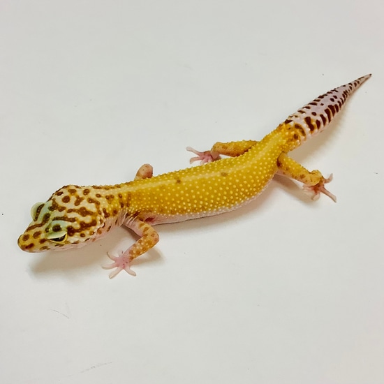 Raptor Pos Het Murphy Patternless Leopard Gecko- Female- #TB-M-L10 ...