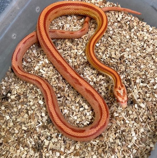 Amelanistic Stripe Cornsnake 2022 Female Corn Snake by BHB Reptiles