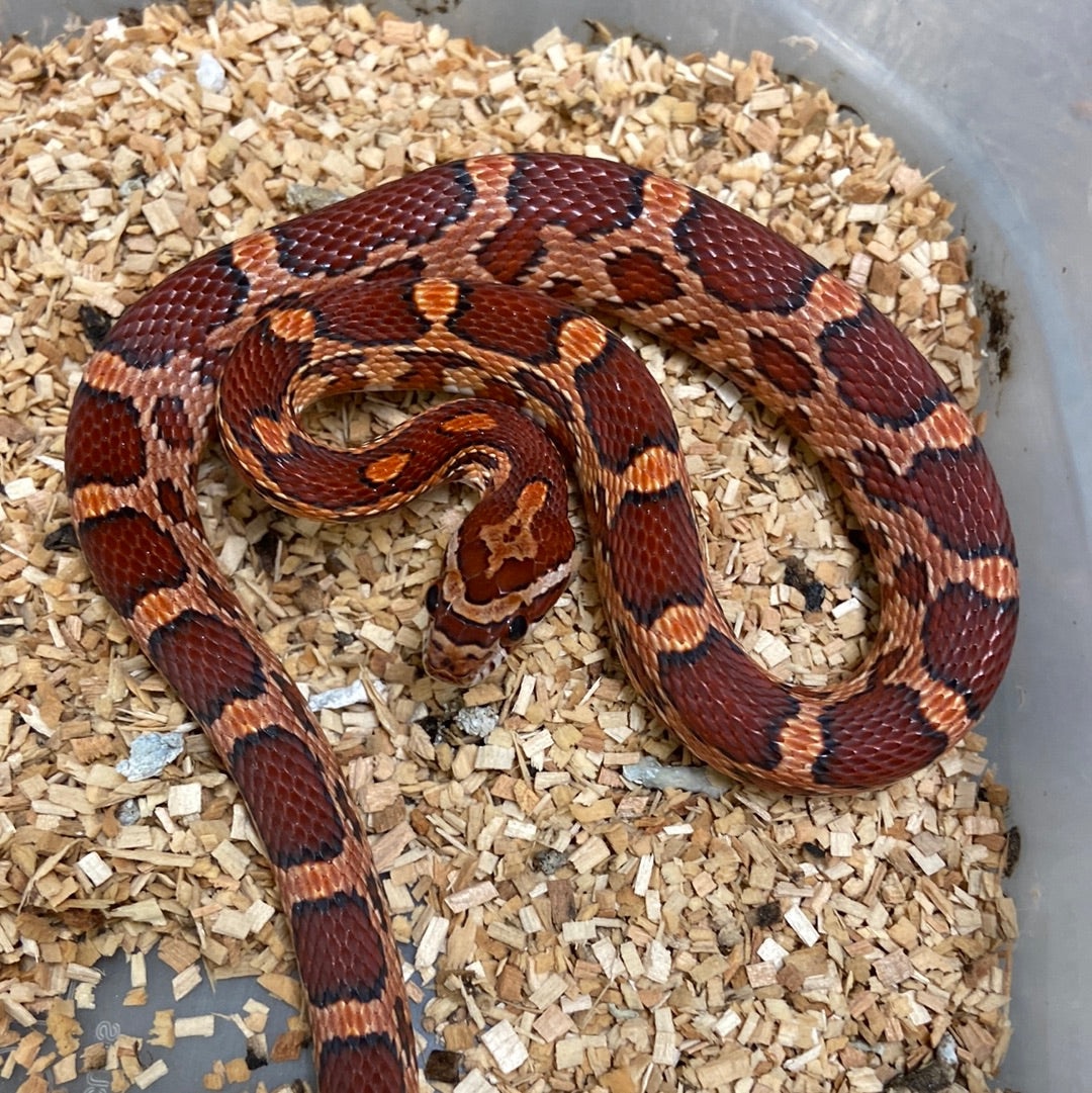 Het Scaleless 2022 Male M07 Corn Snake by BHB Reptiles - MorphMarket