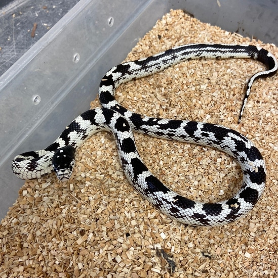 Aberrant Black & White California Kingsnake 2022 Male M04 by BHB Reptiles