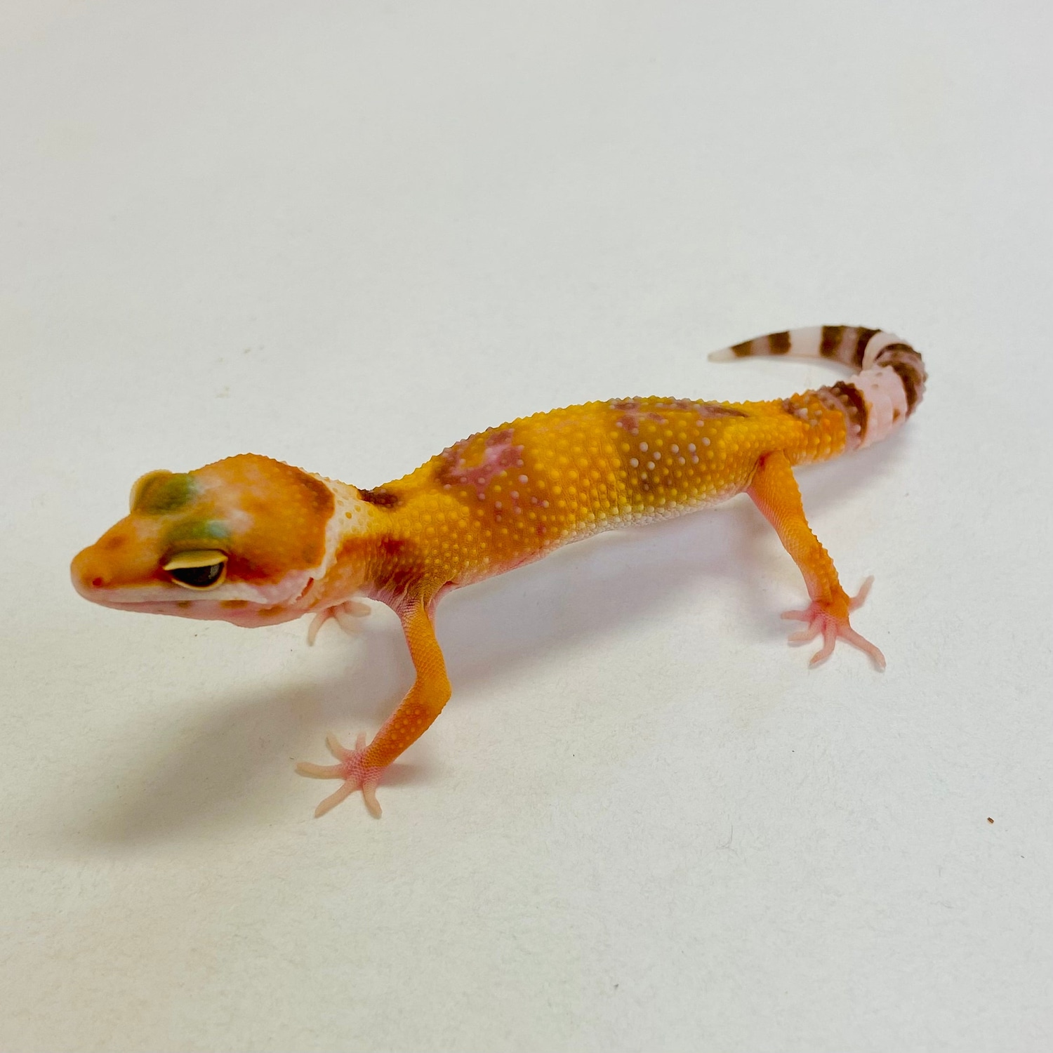 Tangerine Raptor - Pos Female #C-B5-60323-1 Leopard Gecko by BHB ...