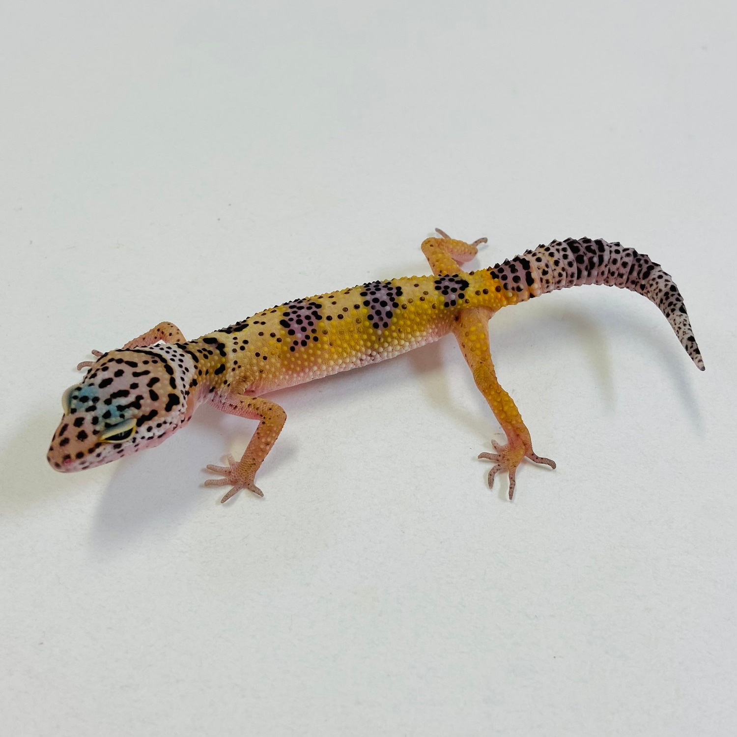 Normal Het Murphy Patternless Female #B-C1-52623-1 Leopard Gecko by BHB ...