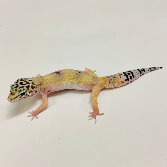 Marble Eye Het Tremper Leopard Gecko- Female #E-J6-81819-1 by BHB Reptiles
