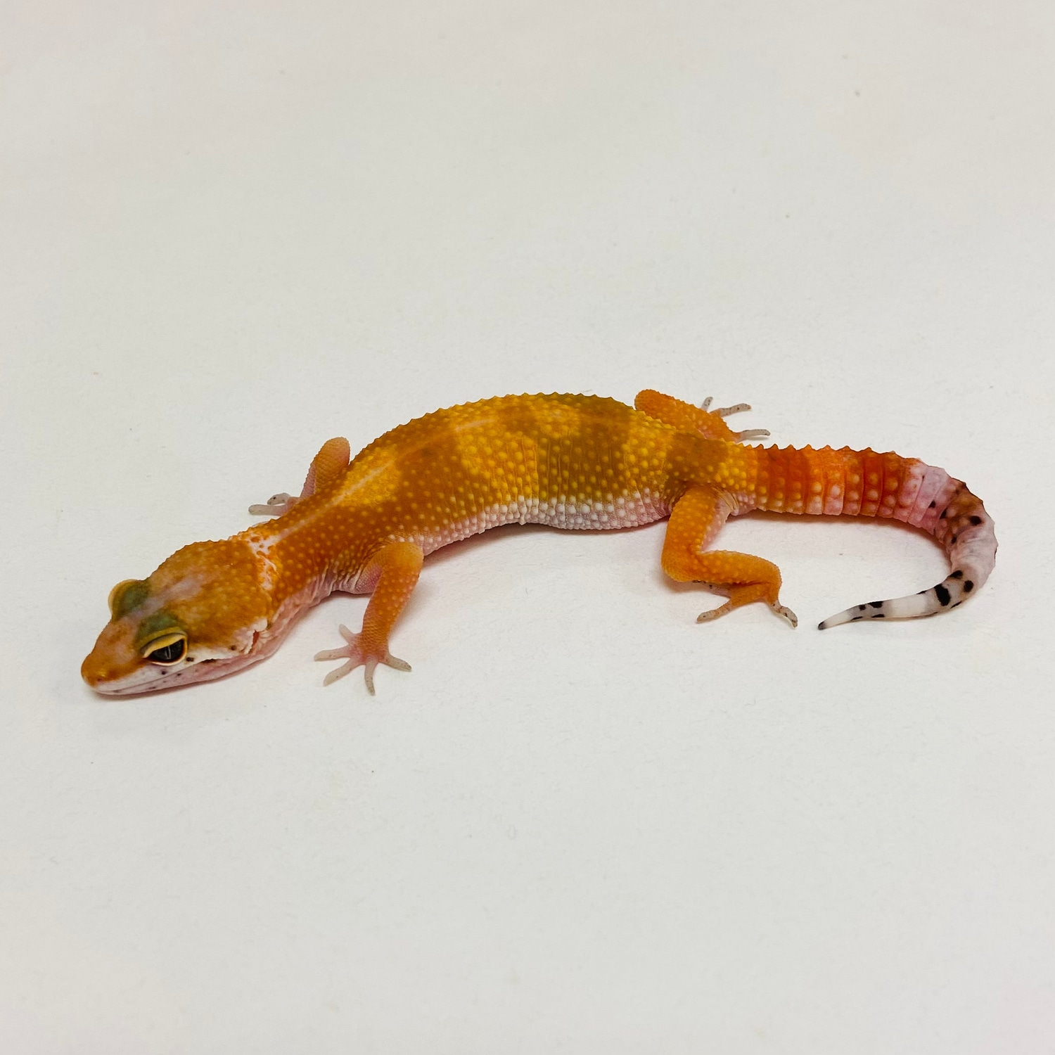 Super Hypo Tangerine Carrot Tail Baldy - Male #D-B3-60723-1 Leopard ...