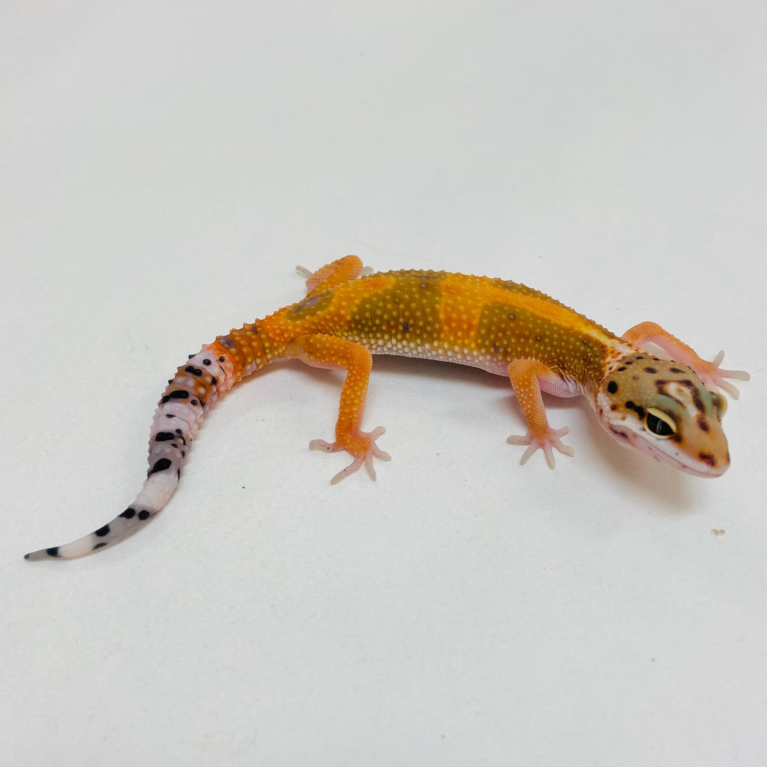 Hypo Tangerine Carrot Tail - Pos Female #D-B2-61723-1 Leopard Gecko by ...