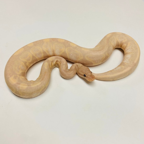 Super Banana Lori Ball Python - Male #2022M01 by BHB Reptiles