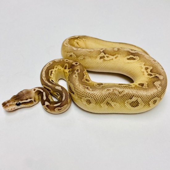 Silver Streak Het Clown Ball Python - Female #2022F01 by BHB Reptiles