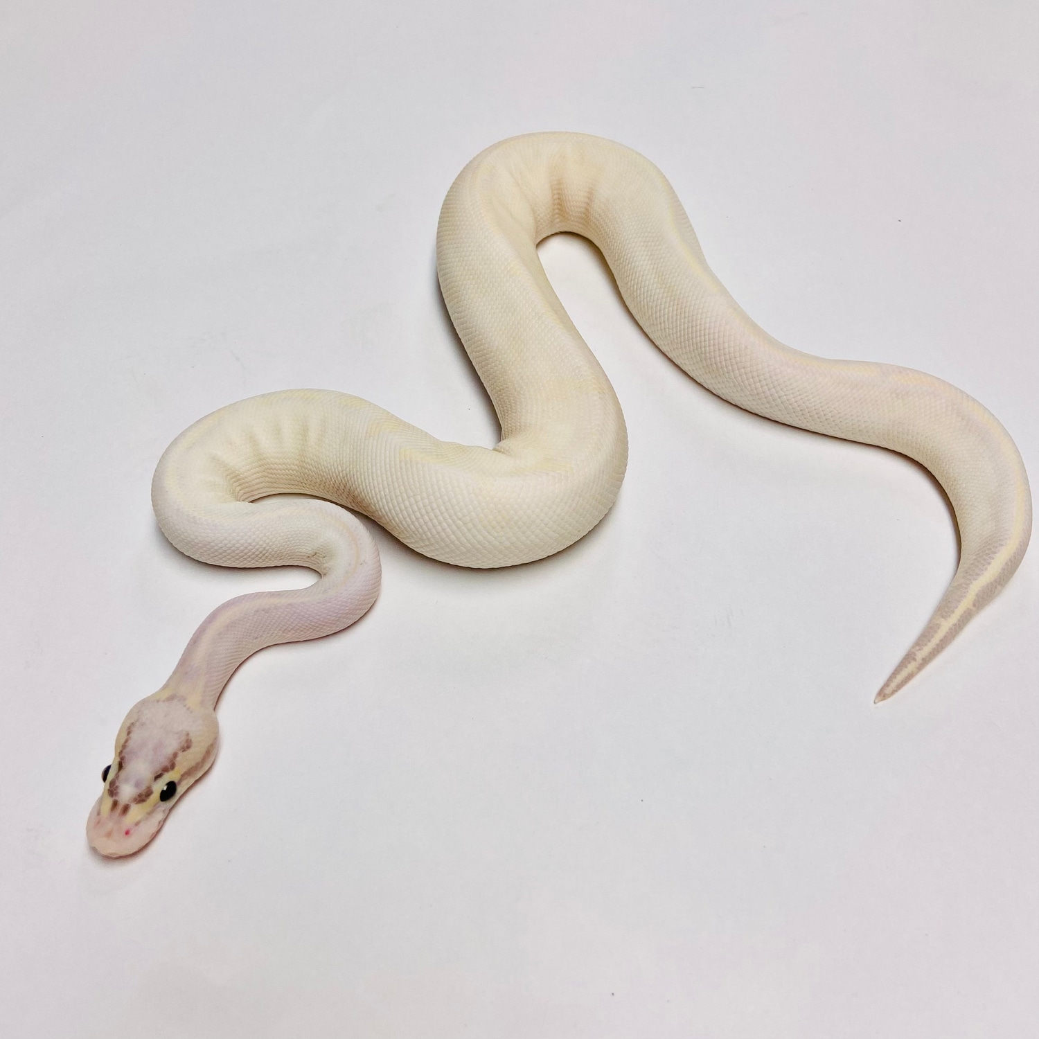Pastel Ivory Ball Python - Female #2022F02 by BHB Reptiles - MorphMarket
