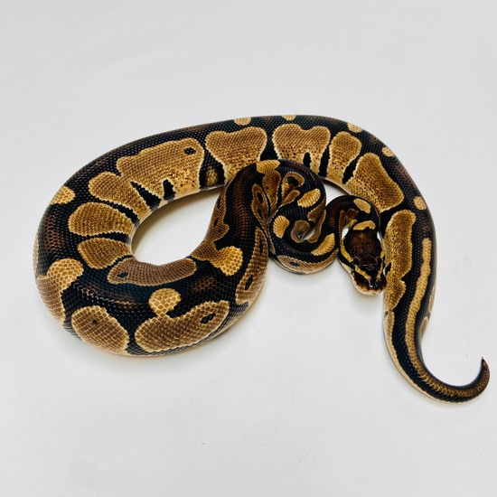Het Sunset Ball Python - Female #2022F01 by BHB Reptiles