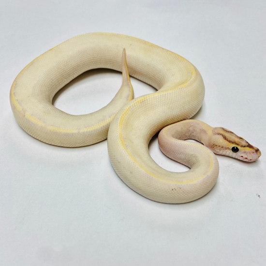 Enchi Ivory Ball Python - Female #2022F01 by BHB Reptiles