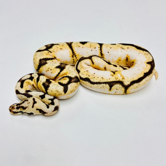 Bumblebee Leopard Calico Het Clown Ball Python - Male #2022M01 by BHB Reptiles