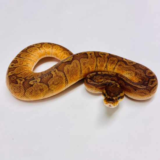 Sunset Ball Python - Female #2023F03 by BHB Reptiles