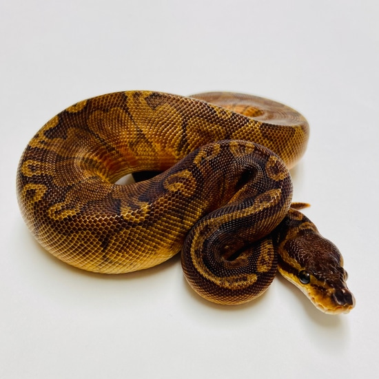 Sunset Ball Python - Female #2023F02 by BHB Reptiles