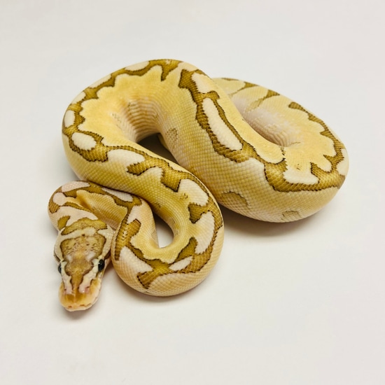 Pastel Vanilla Bamboo Ball Python- Female #2023F01 by BHB Reptiles