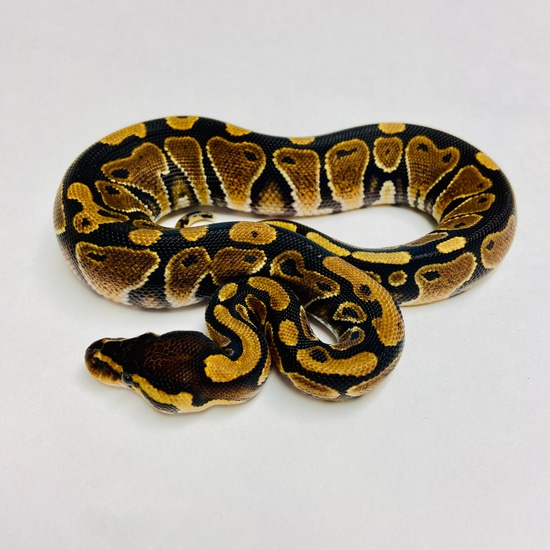 Normal Ball Python- Female #2023F01 by BHB Reptiles