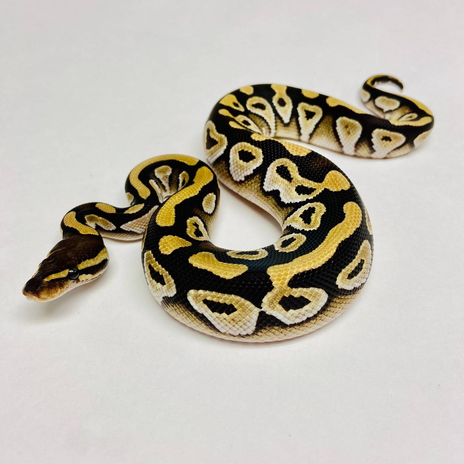 mojave-het-clown-ball-python-male-2023m02-by-bhb-reptiles-morphmarket
