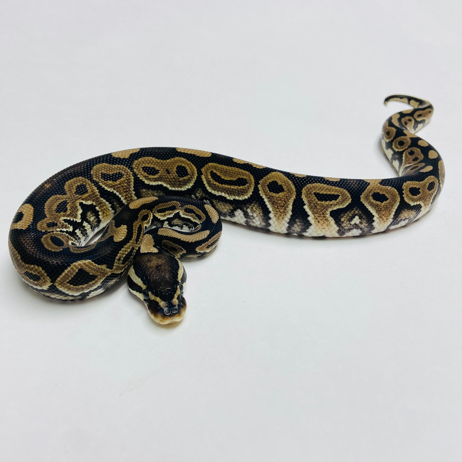 Lori Ball Python- Female #2023F02 by BHB Reptiles - MorphMarket