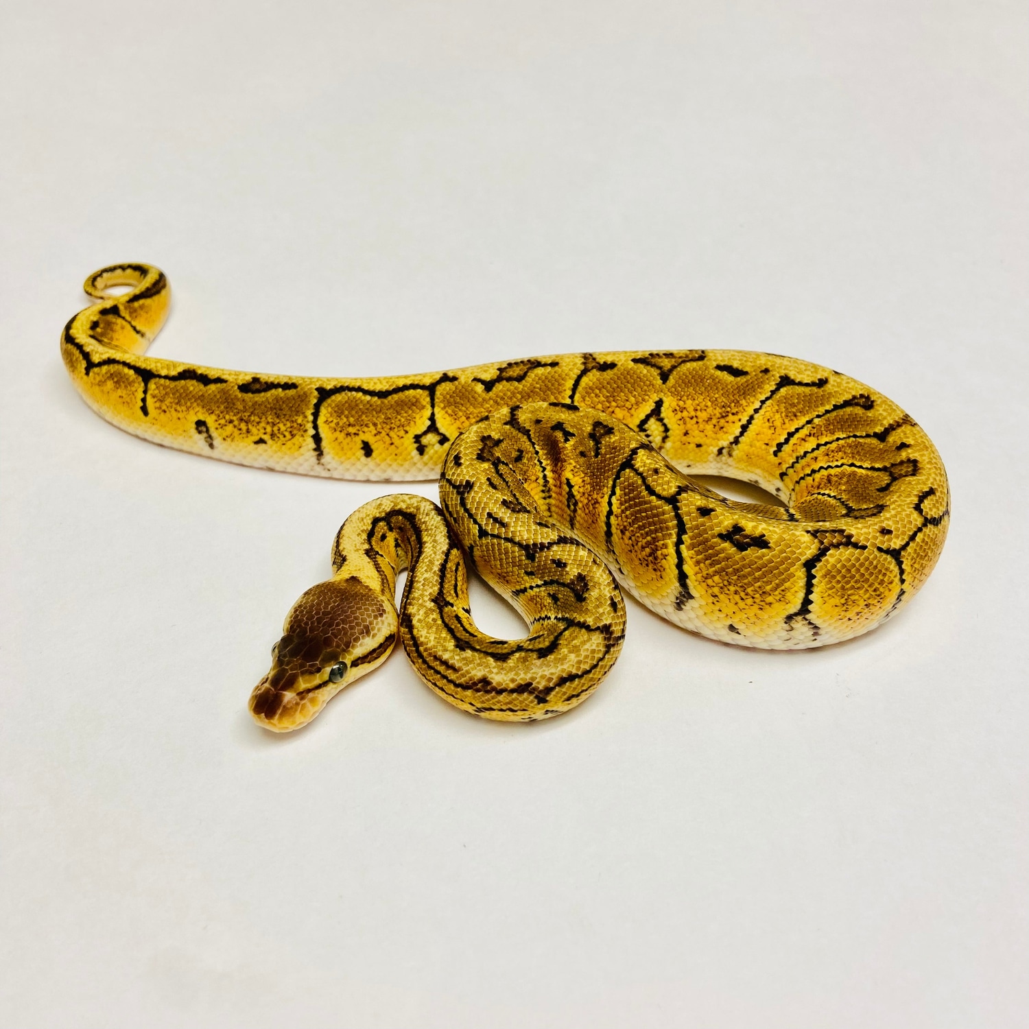 Lemonblast - Male #2023M01 Ball Python by BHB Reptiles - MorphMarket