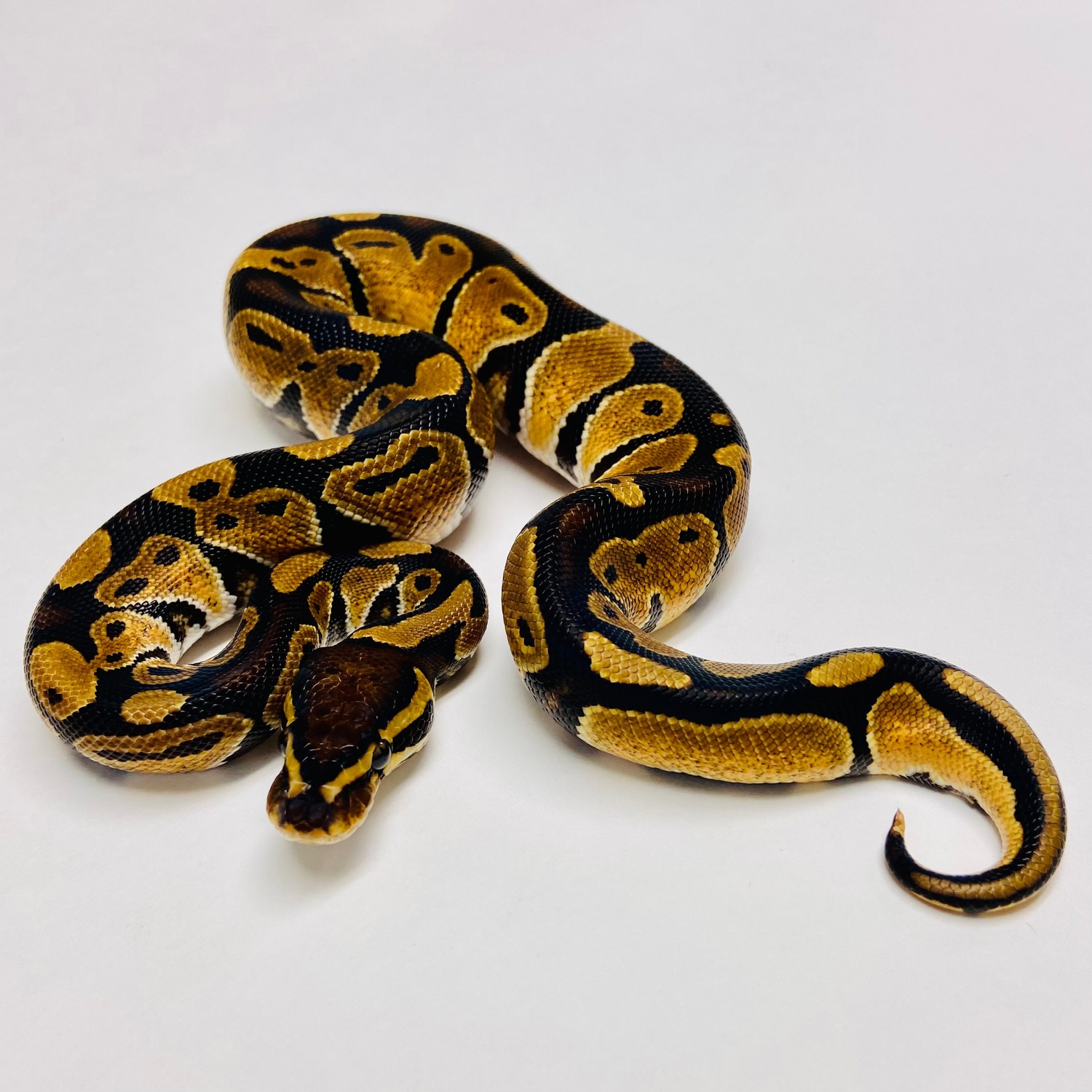 Het Sunset Ball Python - Male #2023M02 by BHB Reptiles - MorphMarket