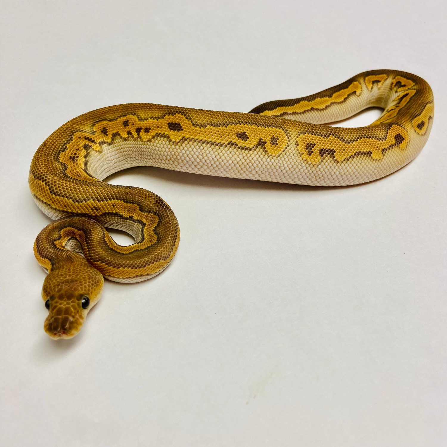 Black Pastel Enchi Clown - Male #2023M01 Ball Python by BHB Reptiles ...