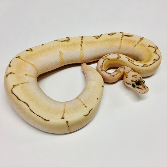 Vanilla Bumblebee Bamboo Ball Python Male - #2022M02 by BHB Reptiles