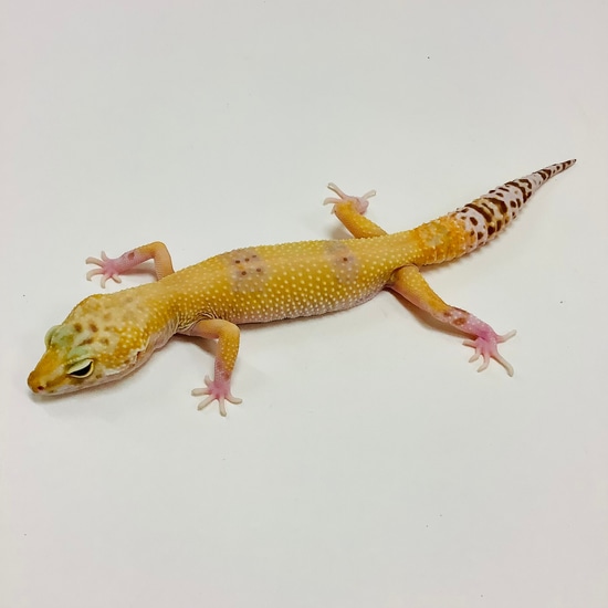 Hypo Albino Tremper Marble Eye Leopard Gecko Female #C-J6-70920-1 by ...