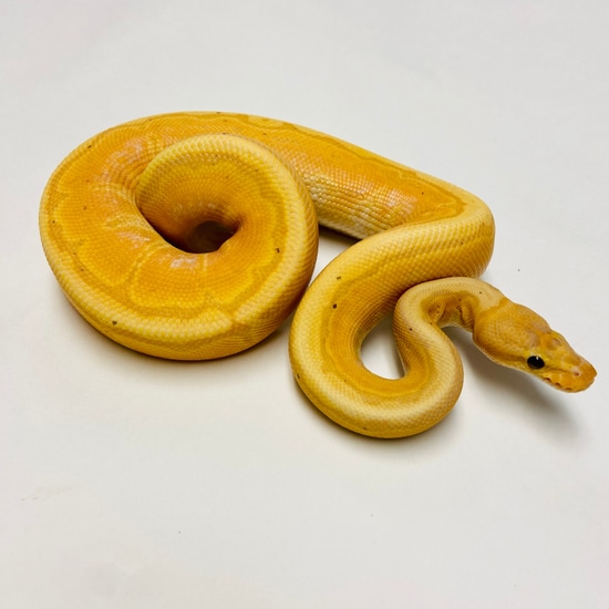 Banana Lori Pinstripe Ball Python- Male #2022M01 by BHB Reptiles