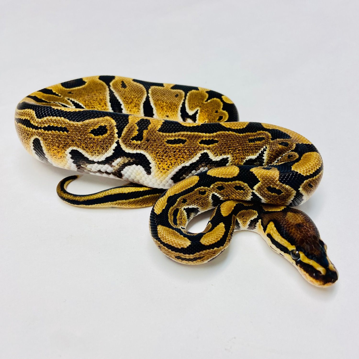 Dbl Het Albino Clown Ball Python- Female #2023F01 by BHB Reptiles ...