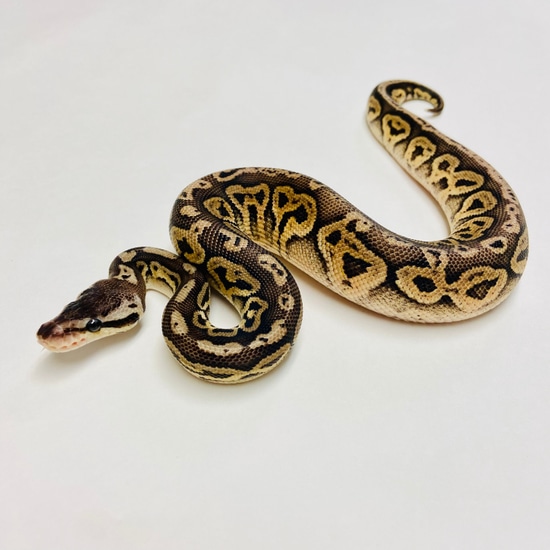 Black Pewter Ball Python- Male #2023M01 by BHB Reptiles