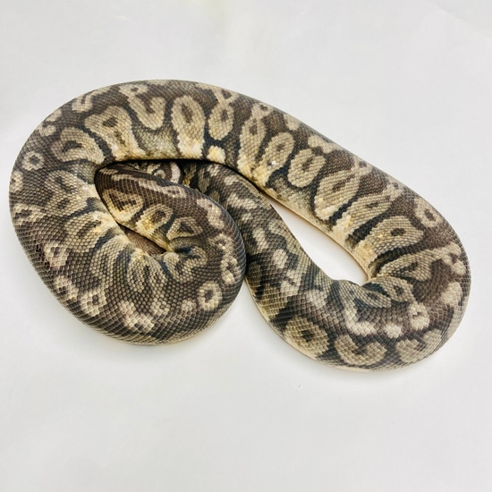 Adult Super Pastel Hidden Gene Woma Ball Python- Male by BHB Reptiles