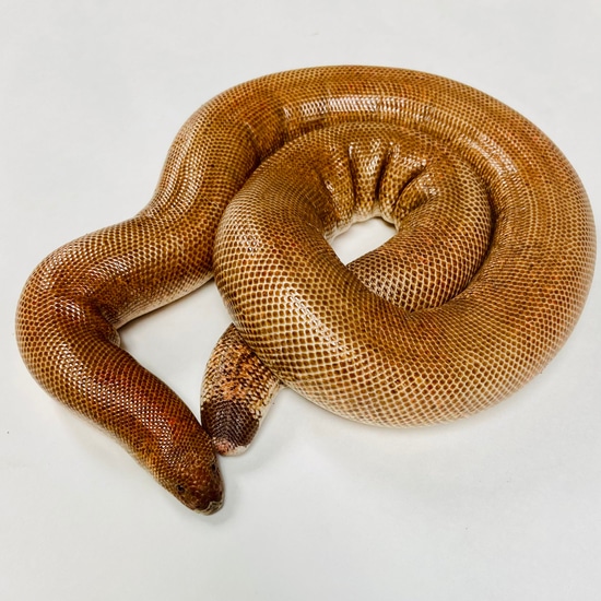 Adult Sunset Indian Sand Boa -Male by BHB Reptiles