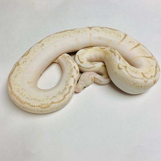 Adult Pastel Vanilla Bamboo Spider Woma Ball Python- Male by BHB Reptiles