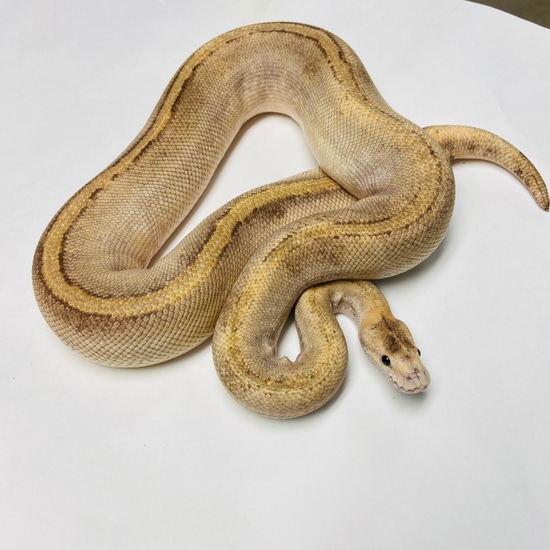 Adult Champagne ( Pos Lori ) Het Ghost Ball Python- Male by BHB Reptiles