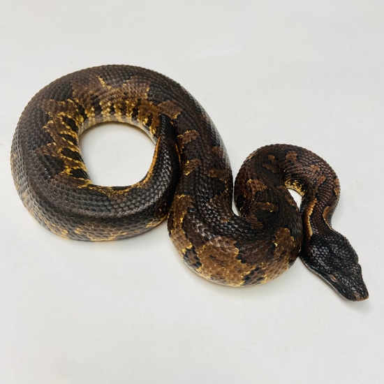 Adult -Viper Boa Breeding Group by BHB Reptiles
