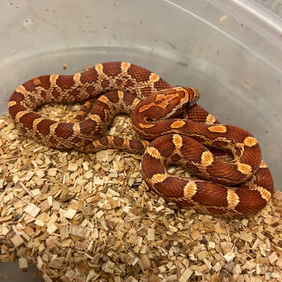 Hypo Corn Snake 2024 Male M01 by BHB Reptiles