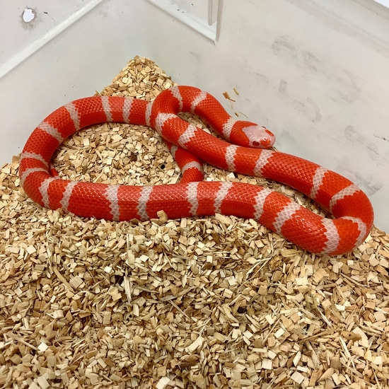 Extreme Alb Tang Honduran MilkSnake Male 2022M03 Honduran Milk Snake by ...