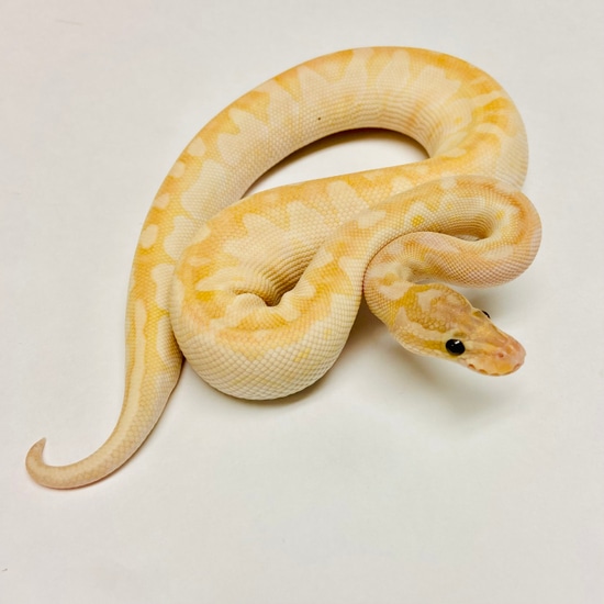 Super Special Ball Python Male 2023M02 by BHB Reptiles
